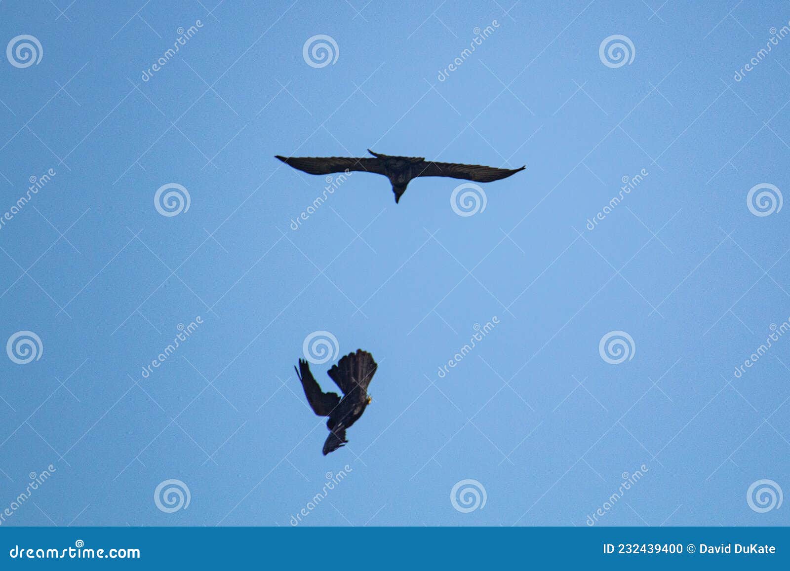 Two Crows Fighting in Flight Stock Photo - Image of flight, fighting ...