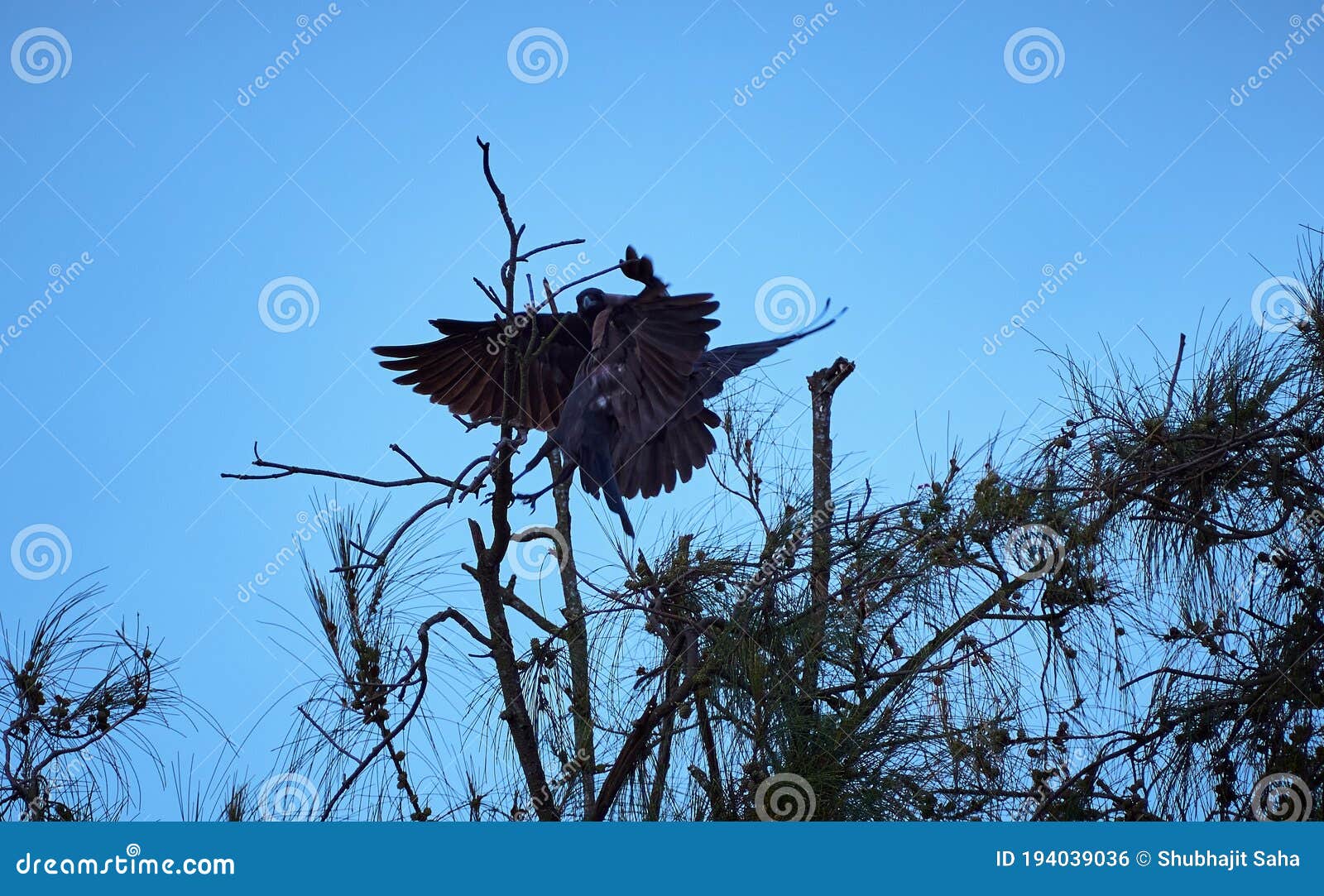 Two Crows Fighting on a Tree. Stock Photo - Image of wild, crowfighting ...