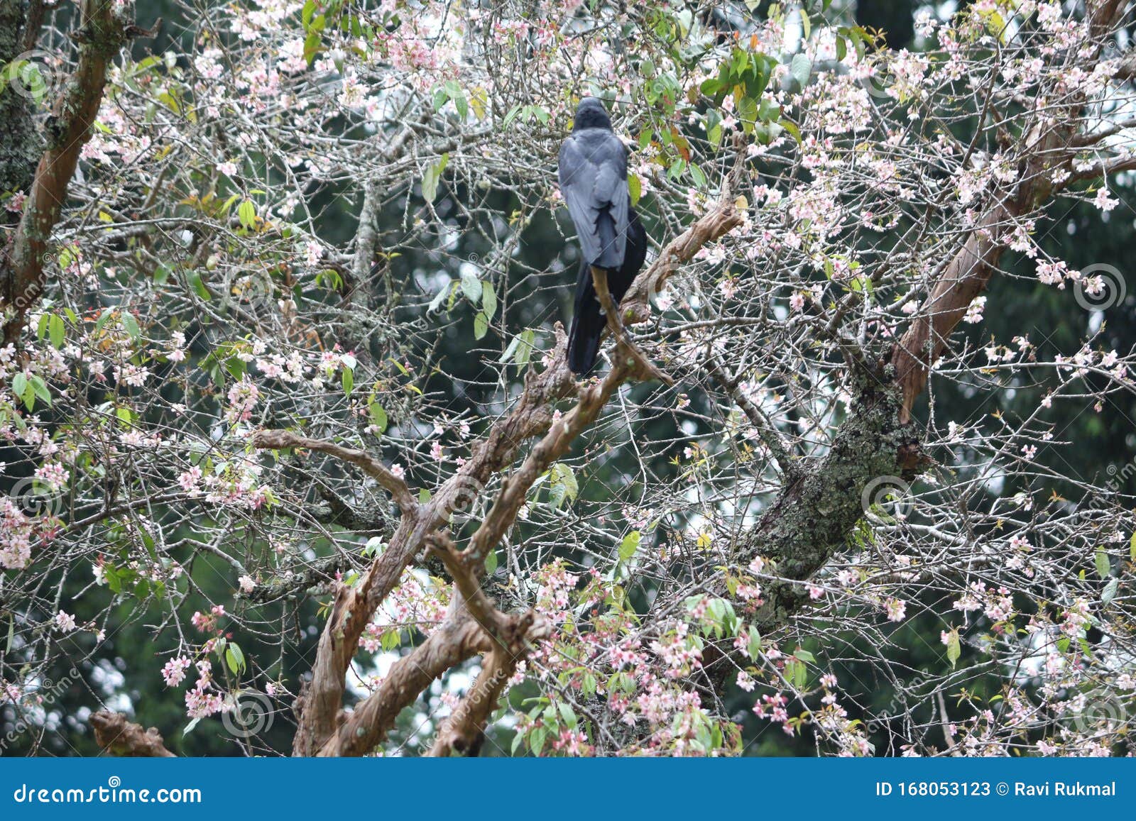 Two Crows on the Flower Treee Stock Image - Image of babandesiya, white ...
