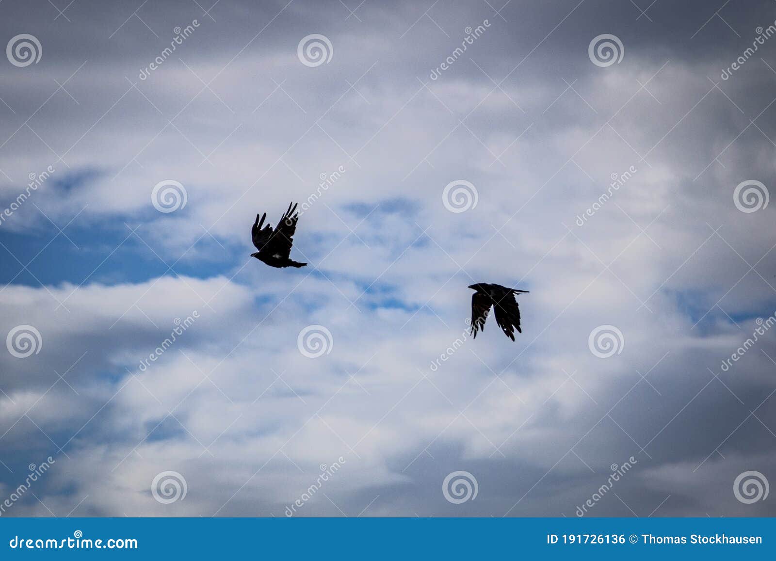 Two Crows Fly in the Air, Cloudy Sky in the Background Stock Photo ...