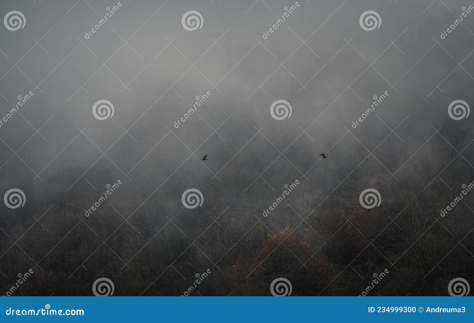 Two crows fly in the mist stock photo. Image of nature - 234999300