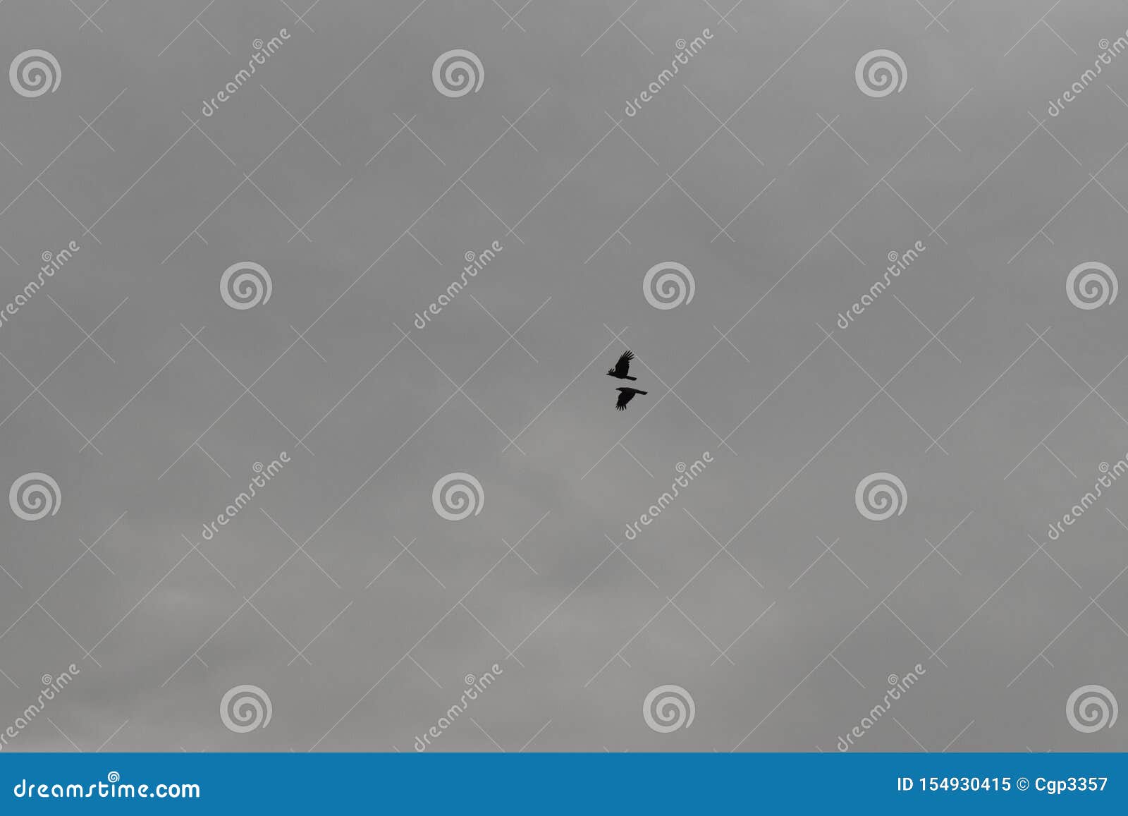 TWO CROWS are FLYING on the SKY with the BACKGROUND of CLOUDS Stock ...