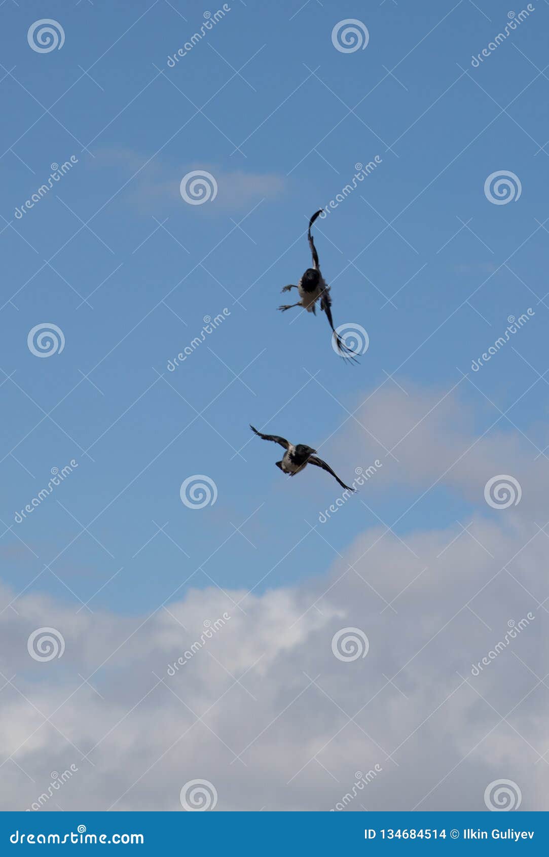 Two Crows Flying in the Sky Over the Clouds. Selective Focus Stock ...