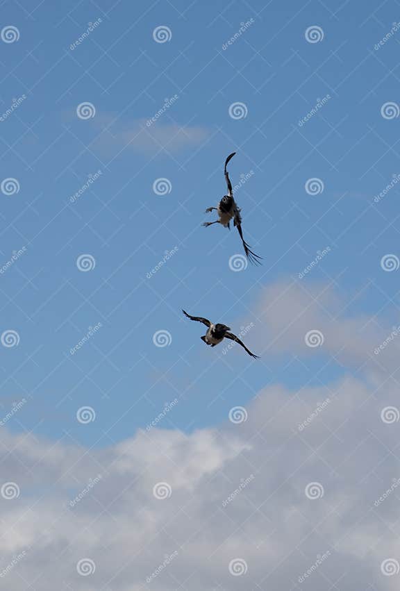 Two Crows Flying in the Sky Over the Clouds. Selective Focus Stock ...