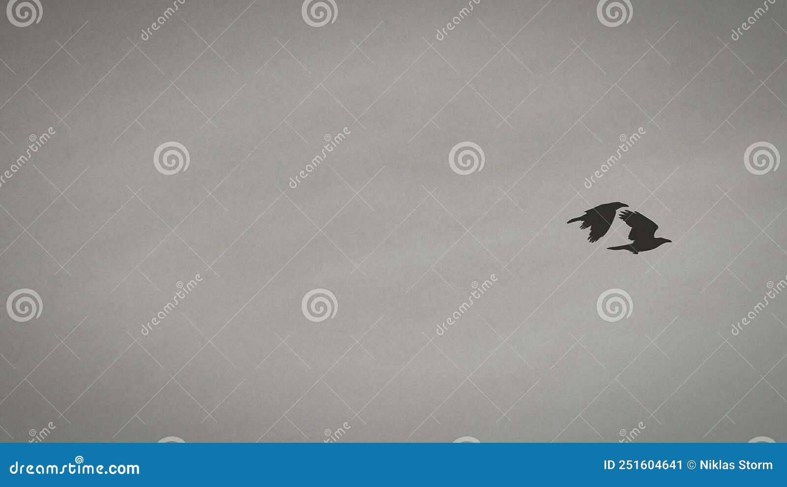 Two Crows Flying Together at Day Stock Image - Image of wing, flying ...