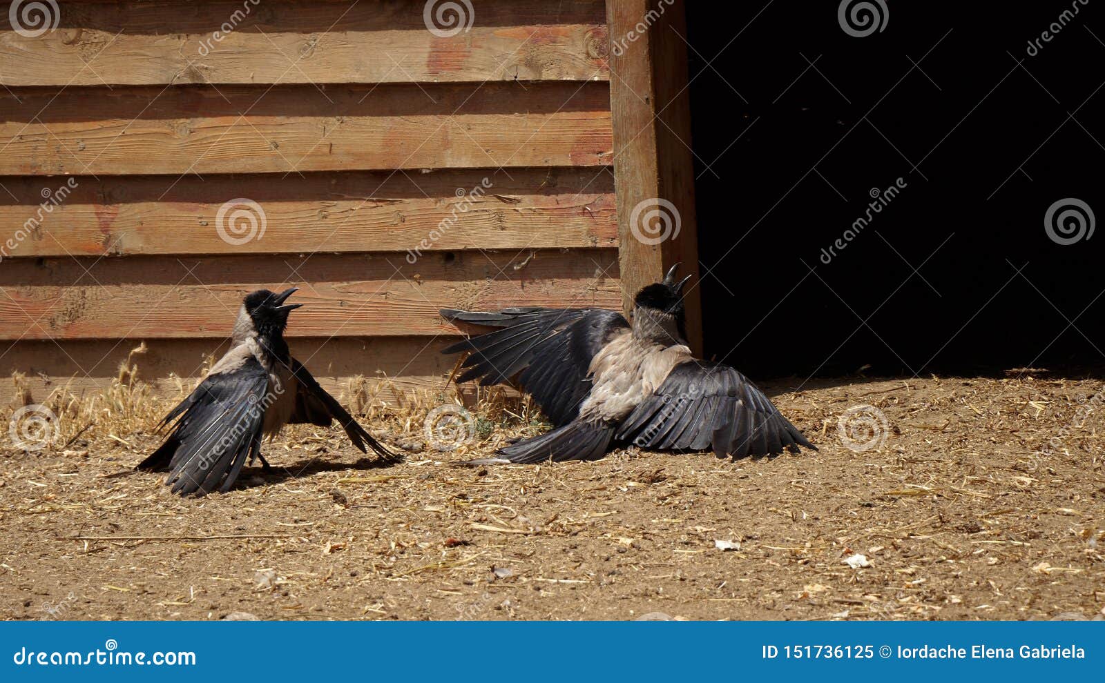 Two Crows in Funny Possitions Stock Image - Image of bright, outdoors ...