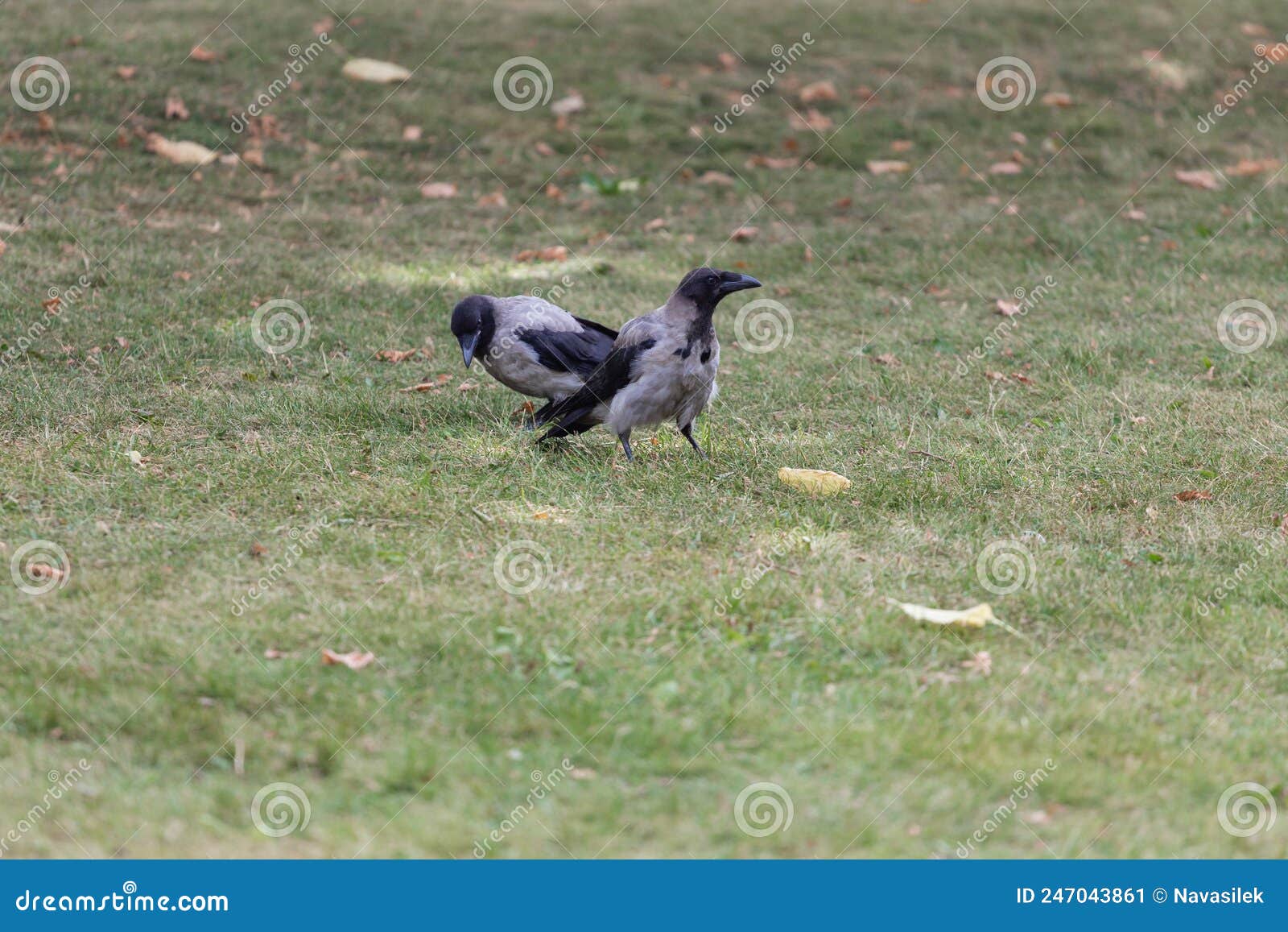 Two crows on the grass stock image. Image of pair, depth - 247043861