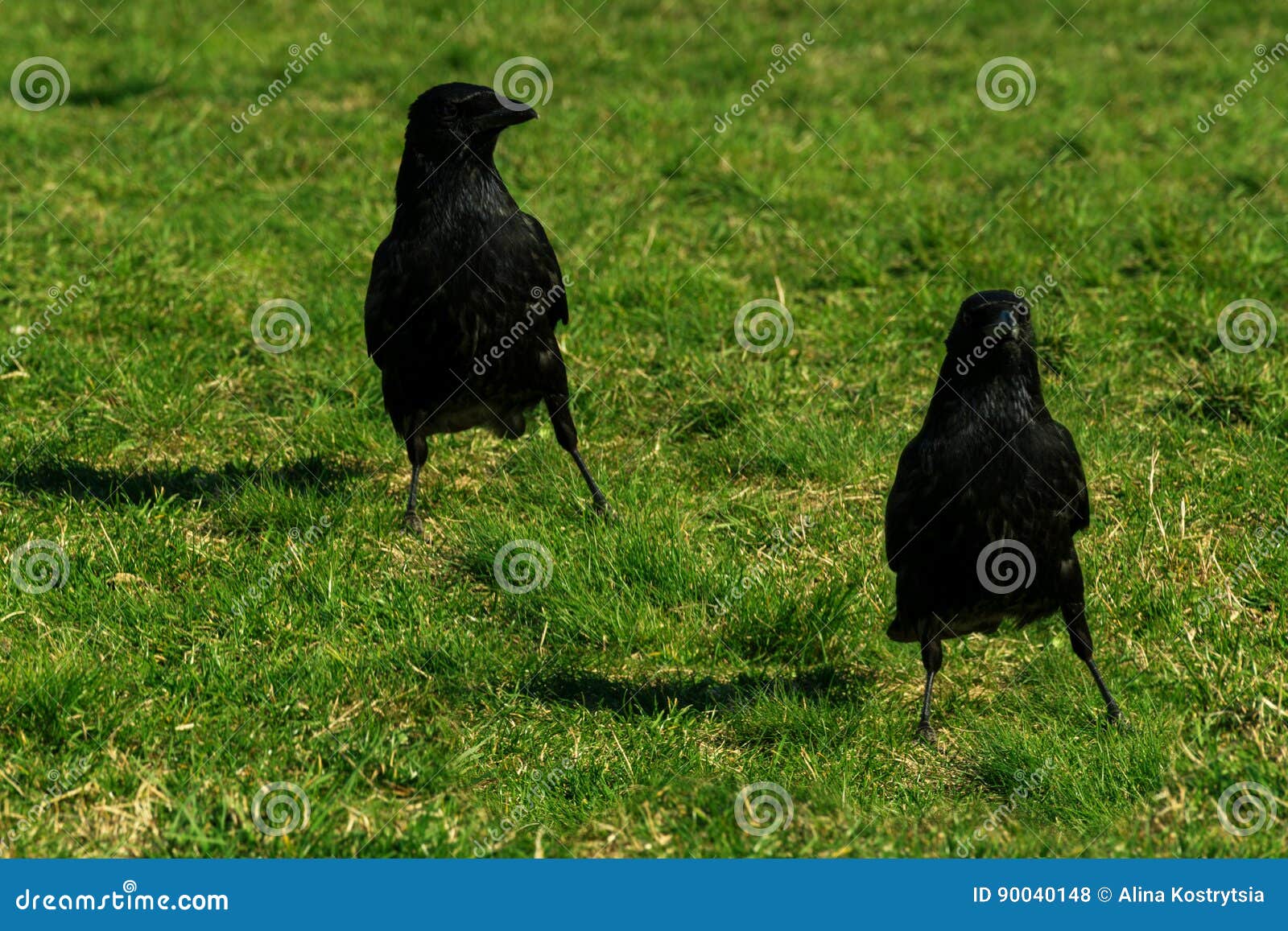 Two crows on green grass stock photo. Image of animal - 90040148