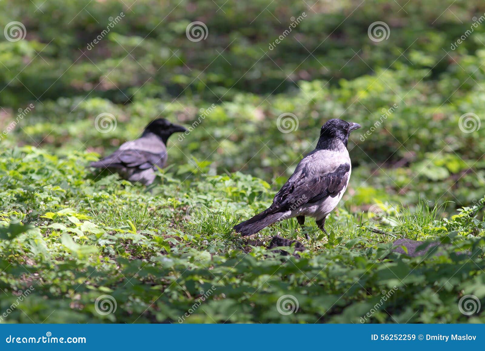 Two crows stock image. Image of gray, crow, season, animals - 56252259