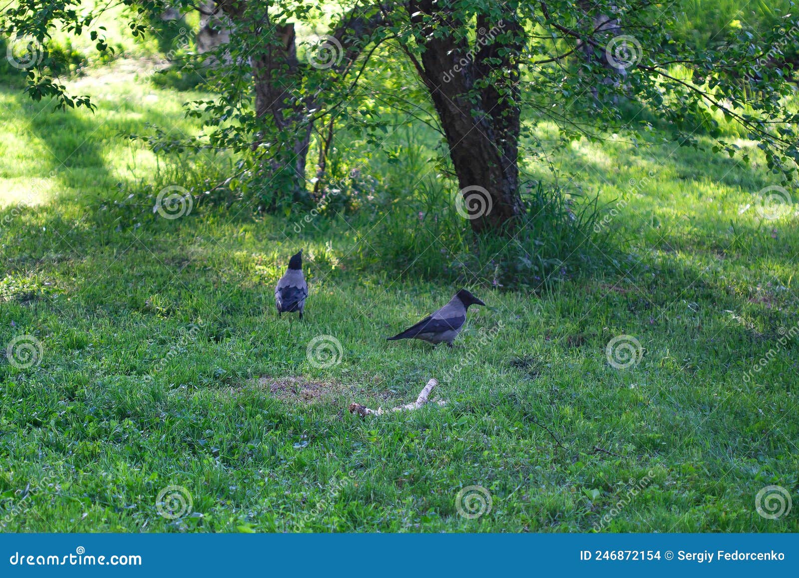 Two crows on a green lawn stock photo. Image of ukraine - 246872154
