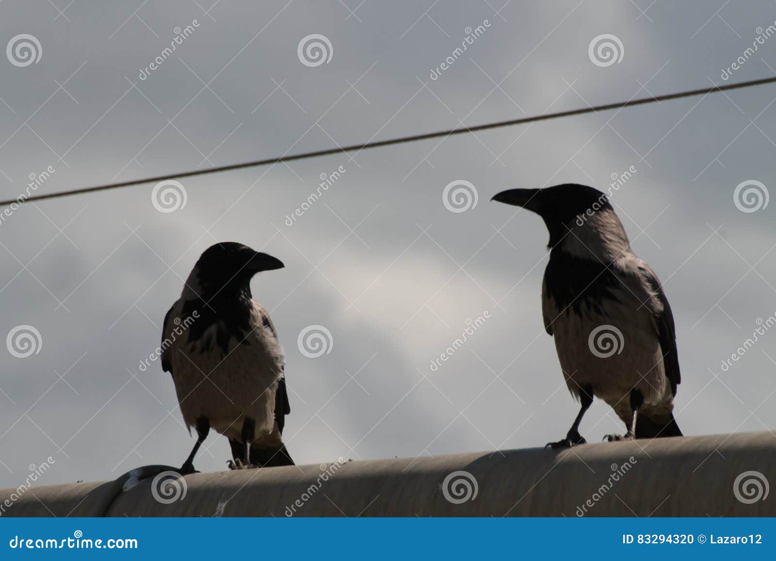 Two Crows Looking Each Other. Stock Photo - Image of forest, crows ...