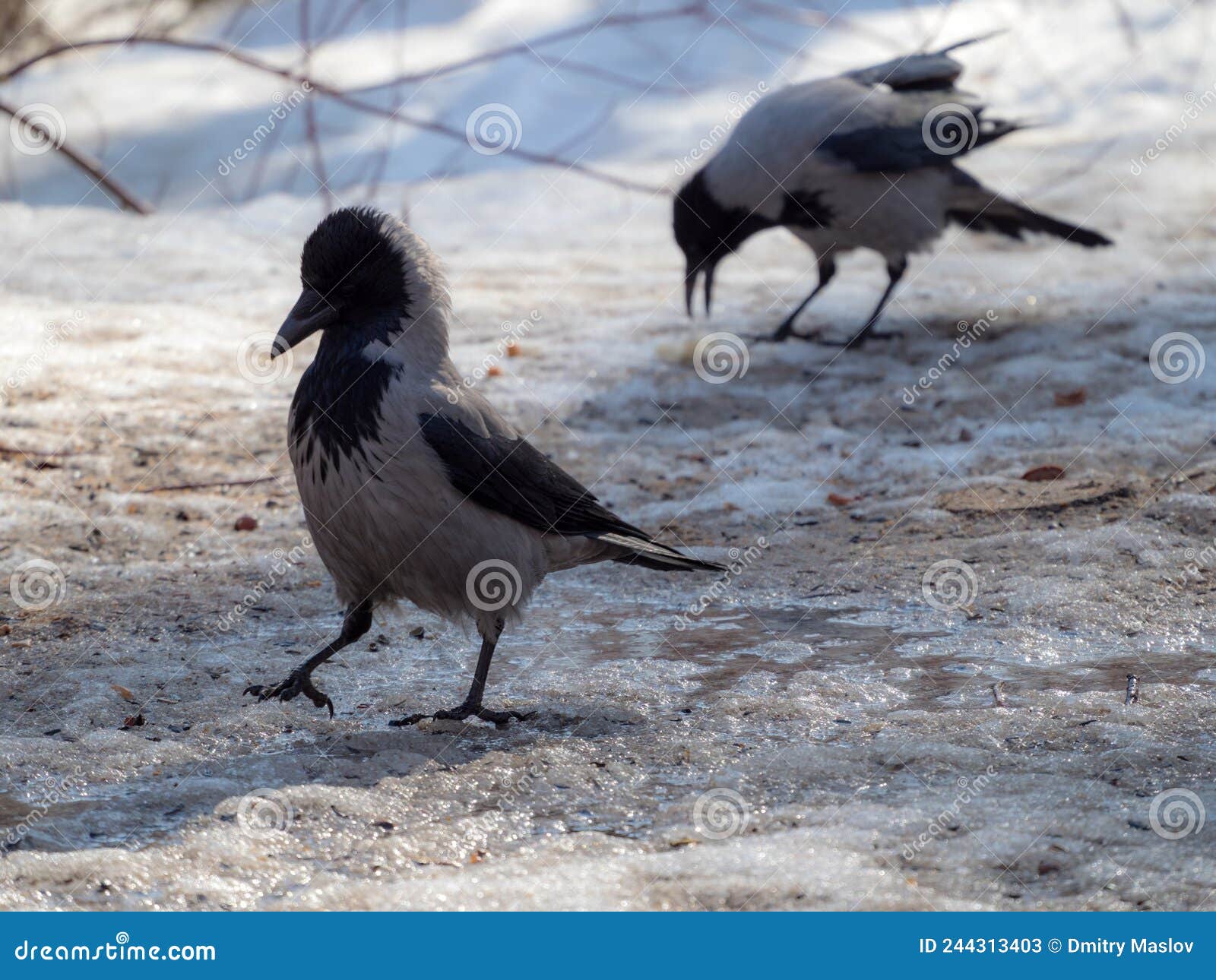 Two crows on melting snow stock image. Image of ornithology - 244313403