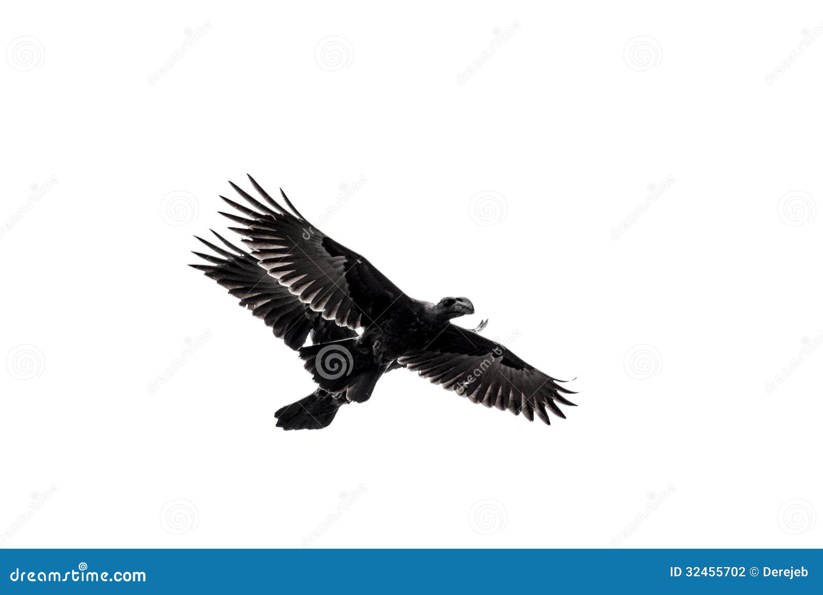 Two crows in mid flight stock photo. Image of dark, chase - 32455702