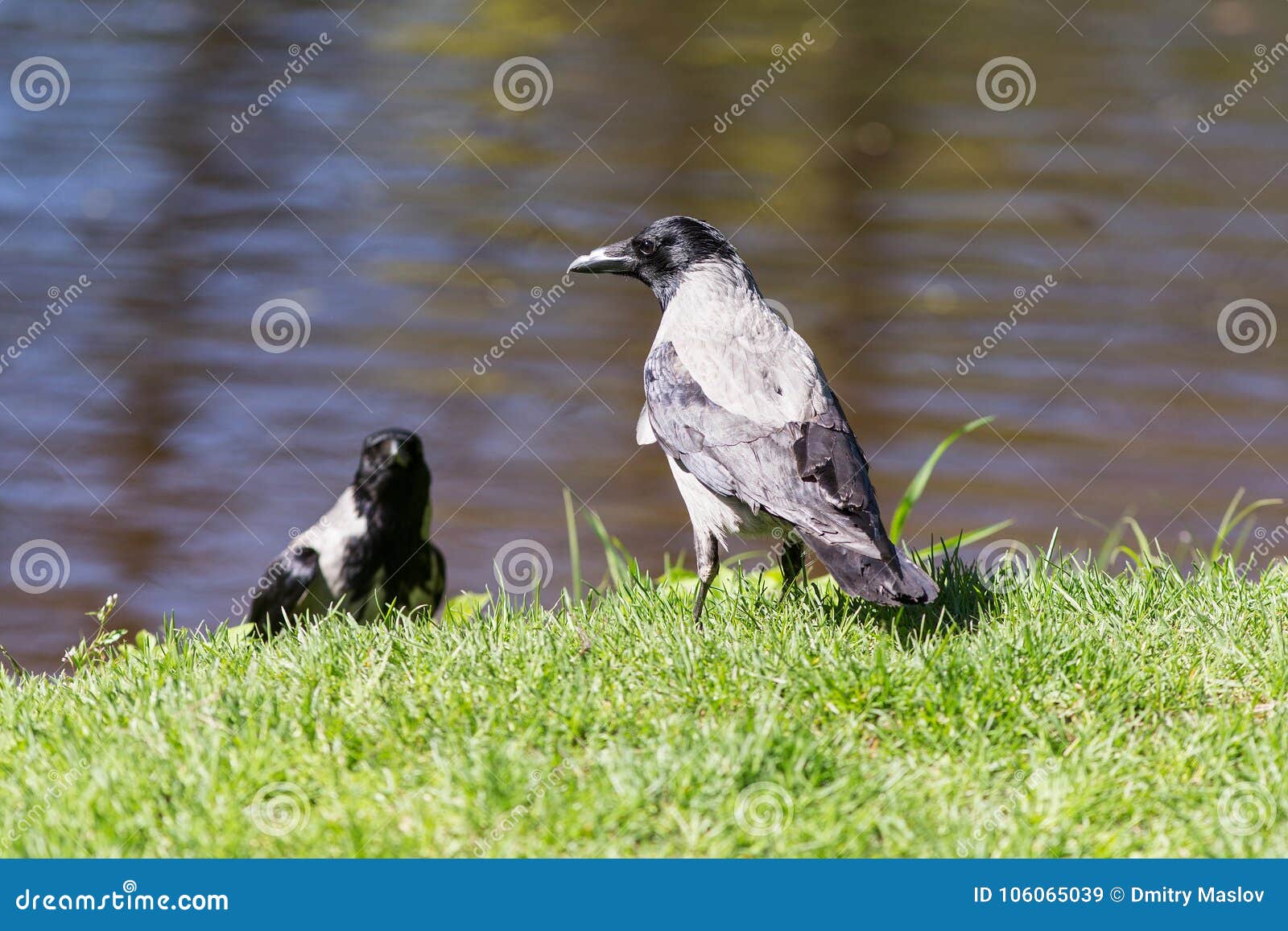 Two crows near the water stock image. Image of crow - 106065039
