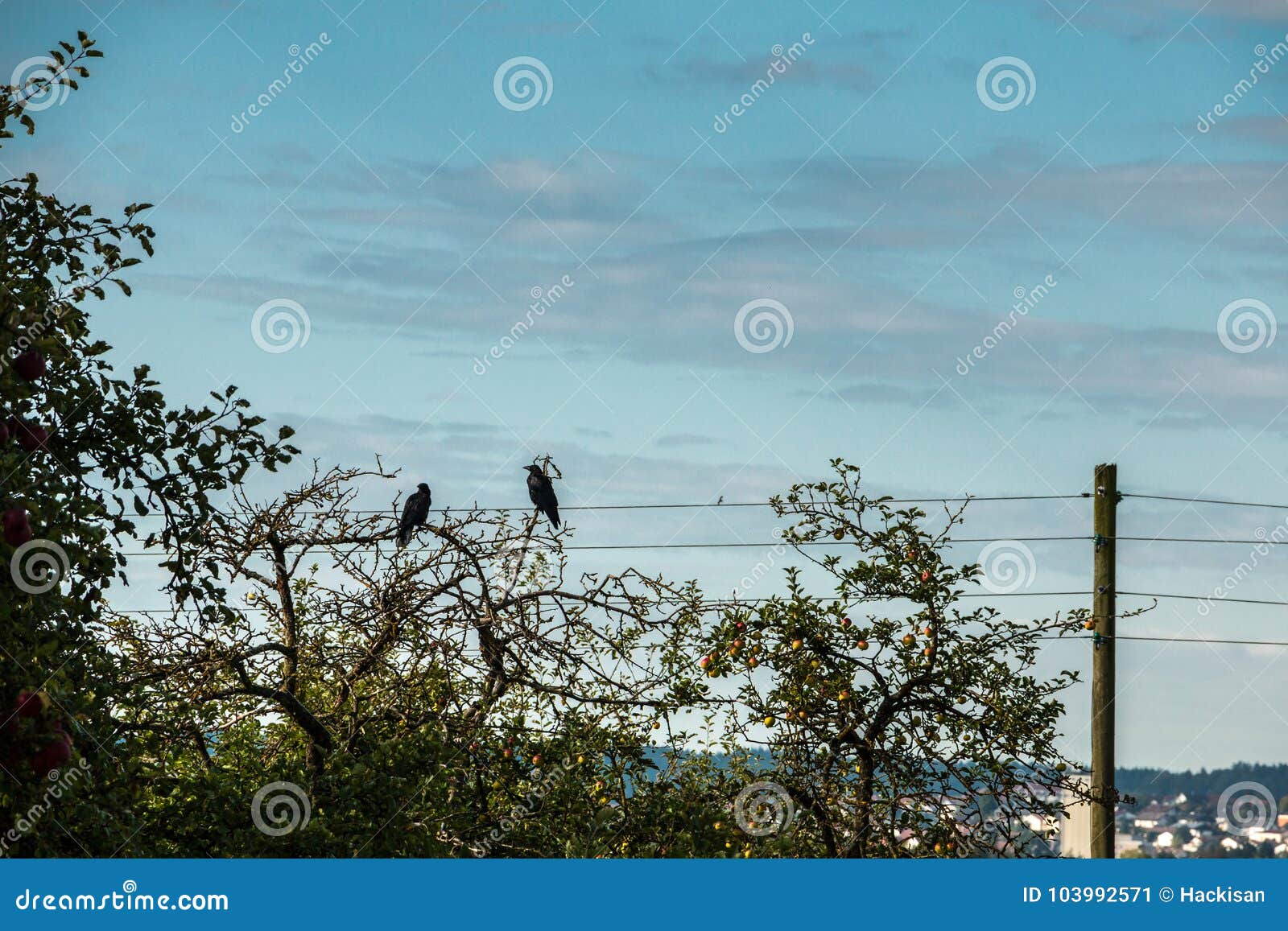 Two Crows On A Tree Stock Image | CartoonDealer.com #103992571