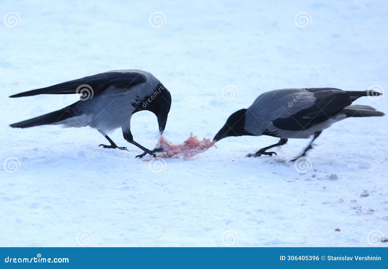 Two Crows Pecking at Food in the Snow Stock Photo - Image of snow ...
