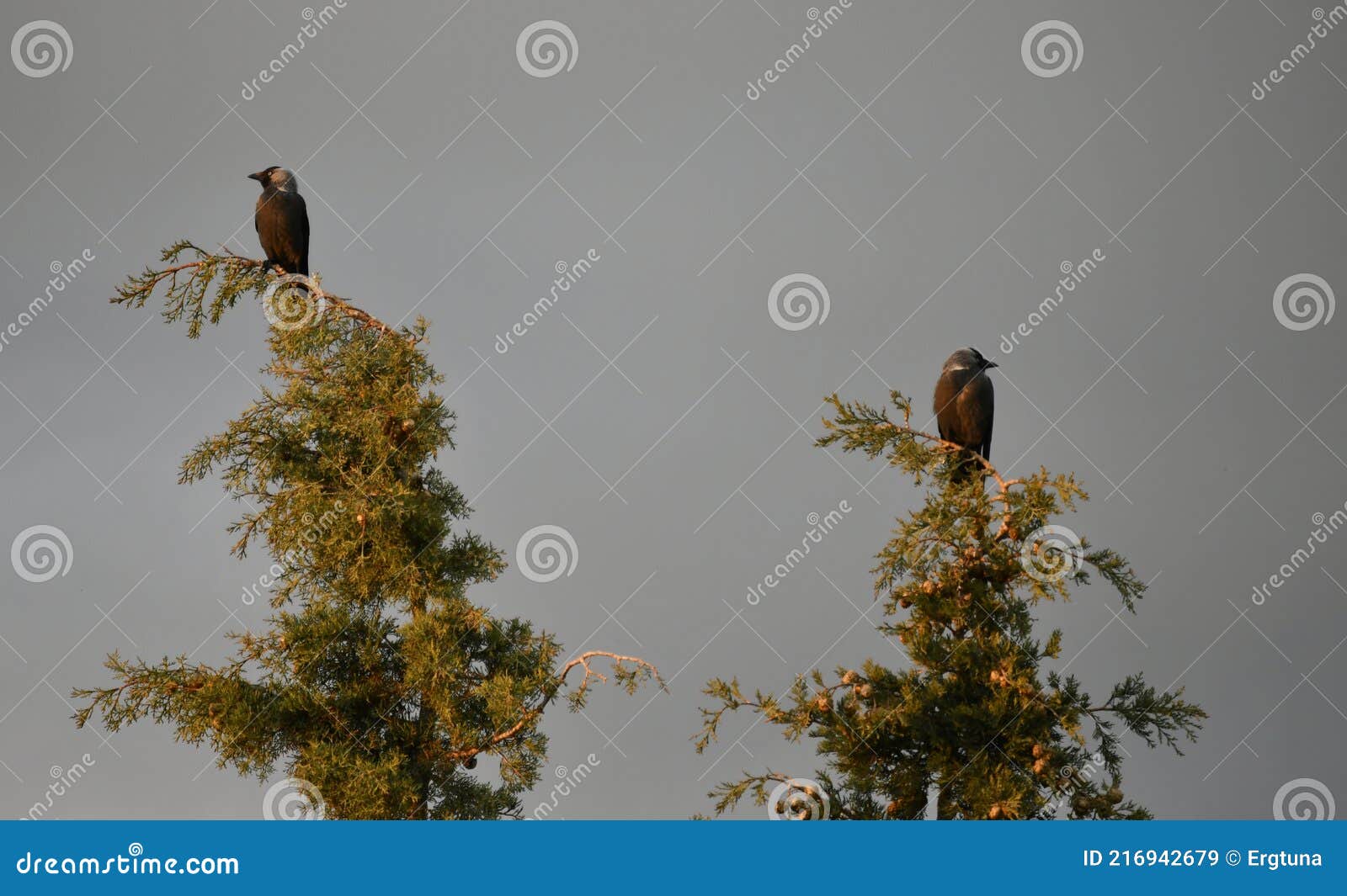 Two Crows Perched on the Cypress Top Look from Different Sides Stock ...