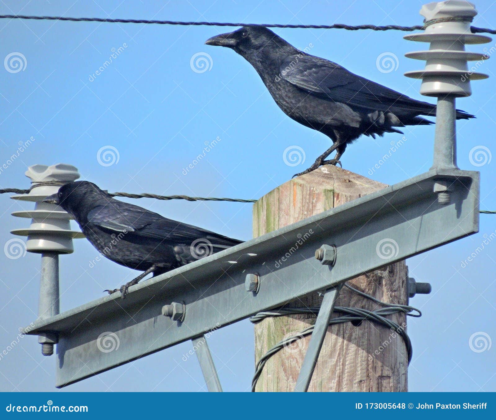 Two Crows, Perched between High Power Insulators Stock Photo - Image of ...