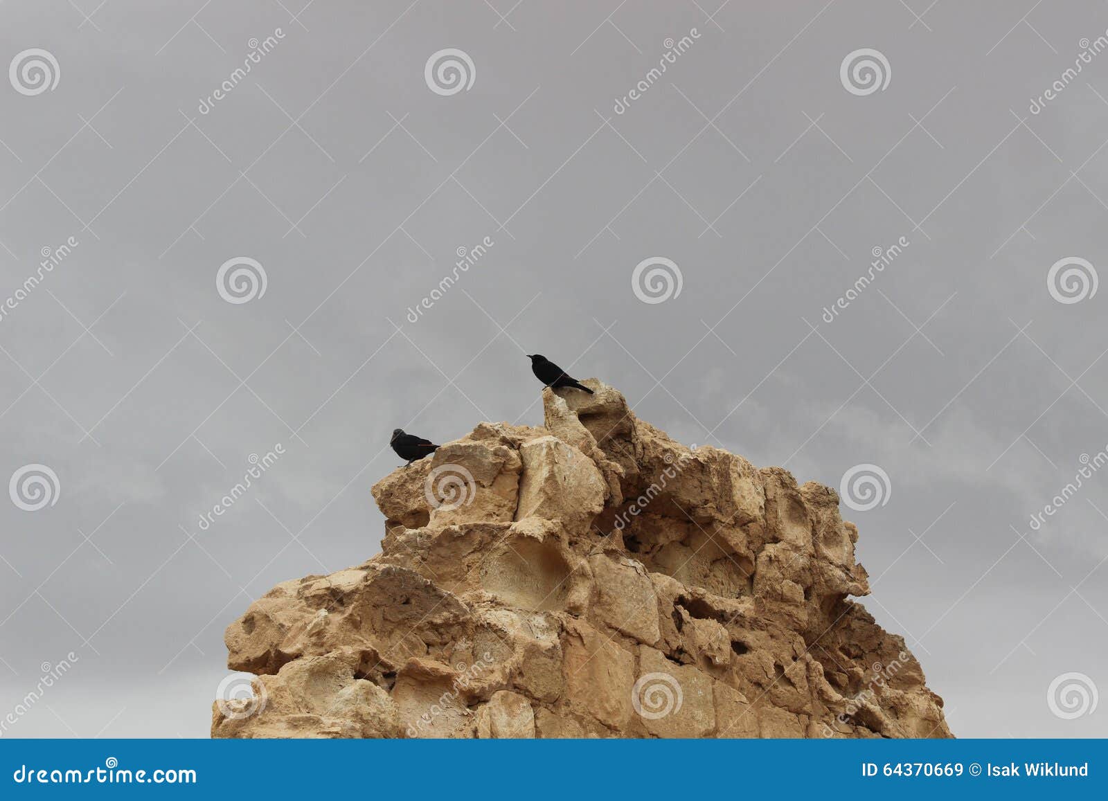 Two Crows on a Rock in the Desert Stock Image - Image of birds, grey ...