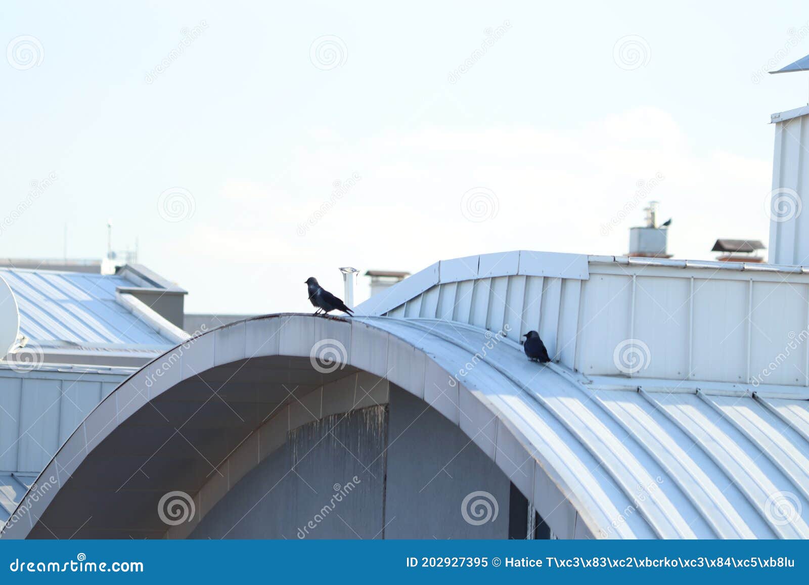 Two Crows on the Rooftops, City View from the Rooftop Stock Image ...