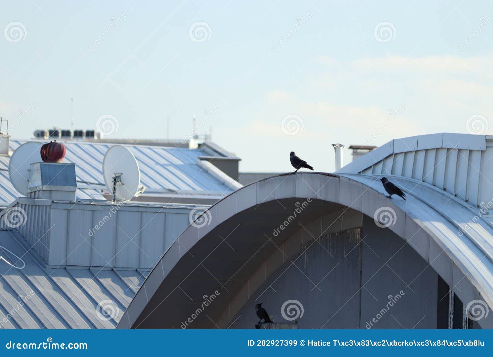 Two Crows on the Rooftops, City View from the Rooftop Stock Image ...