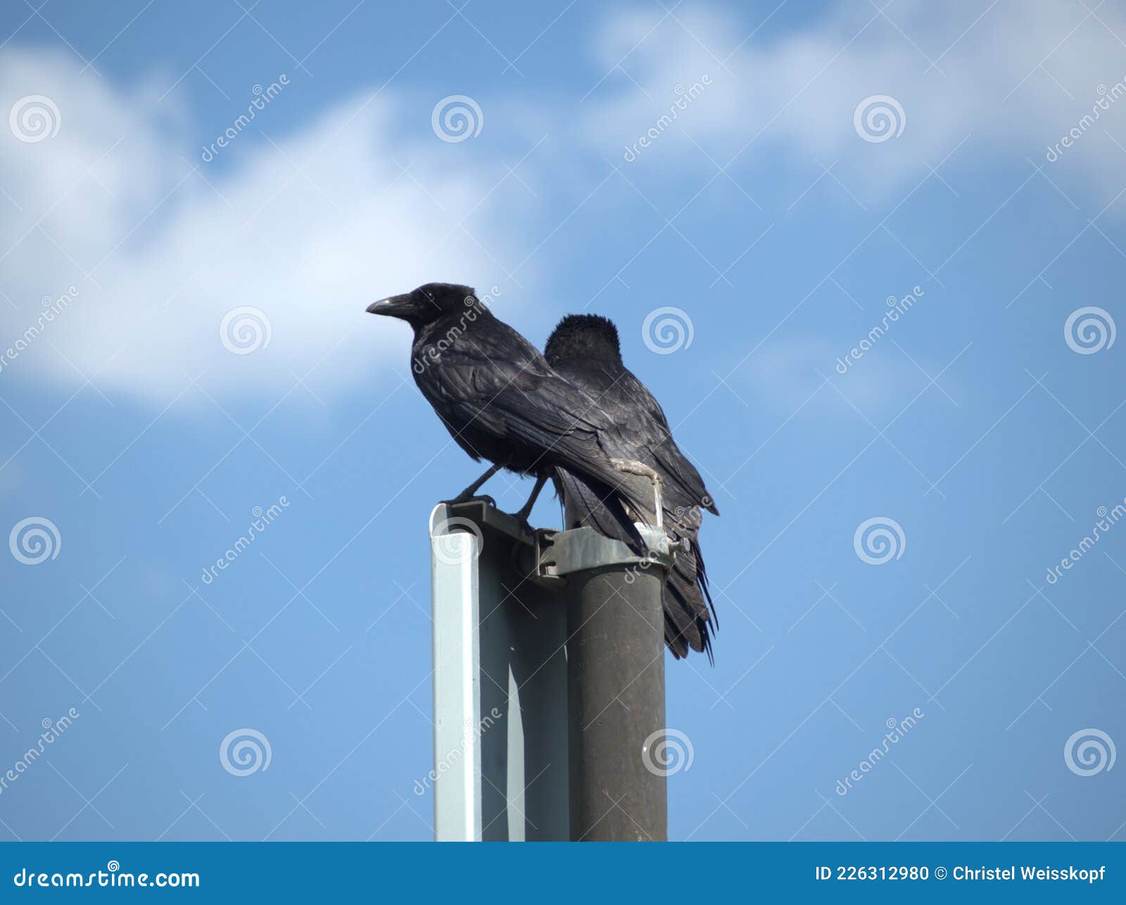 Two Crows Sit on a Tall Pole. Stock Photo - Image of black, tranquil ...