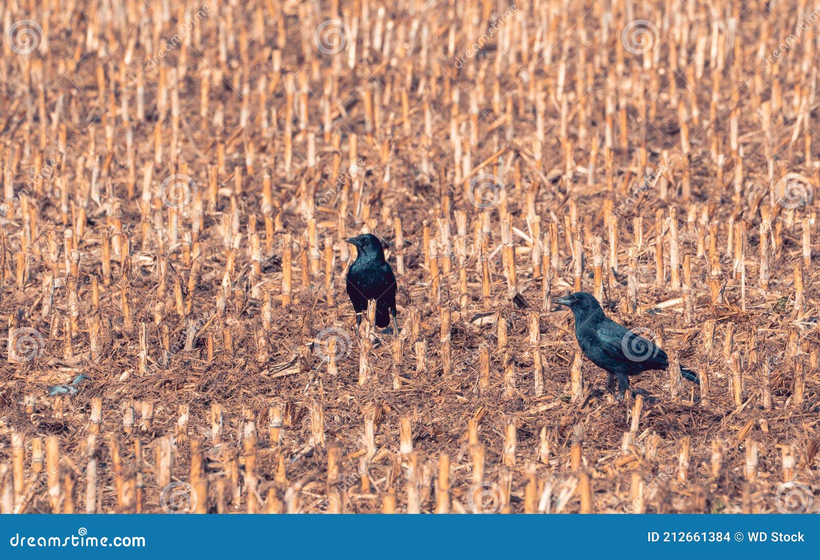 Two Crows Sitting in a Cut Cornfield Stock Photo - Image of yellow ...