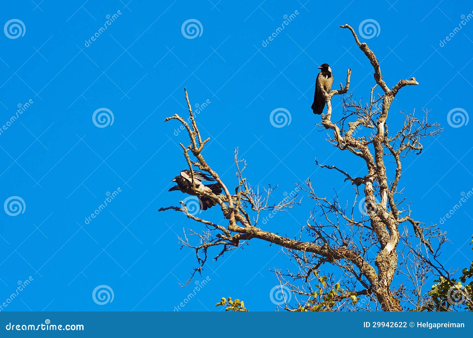Two Crows Sitting on the Dry Tree Stock Photo - Image of countryside ...