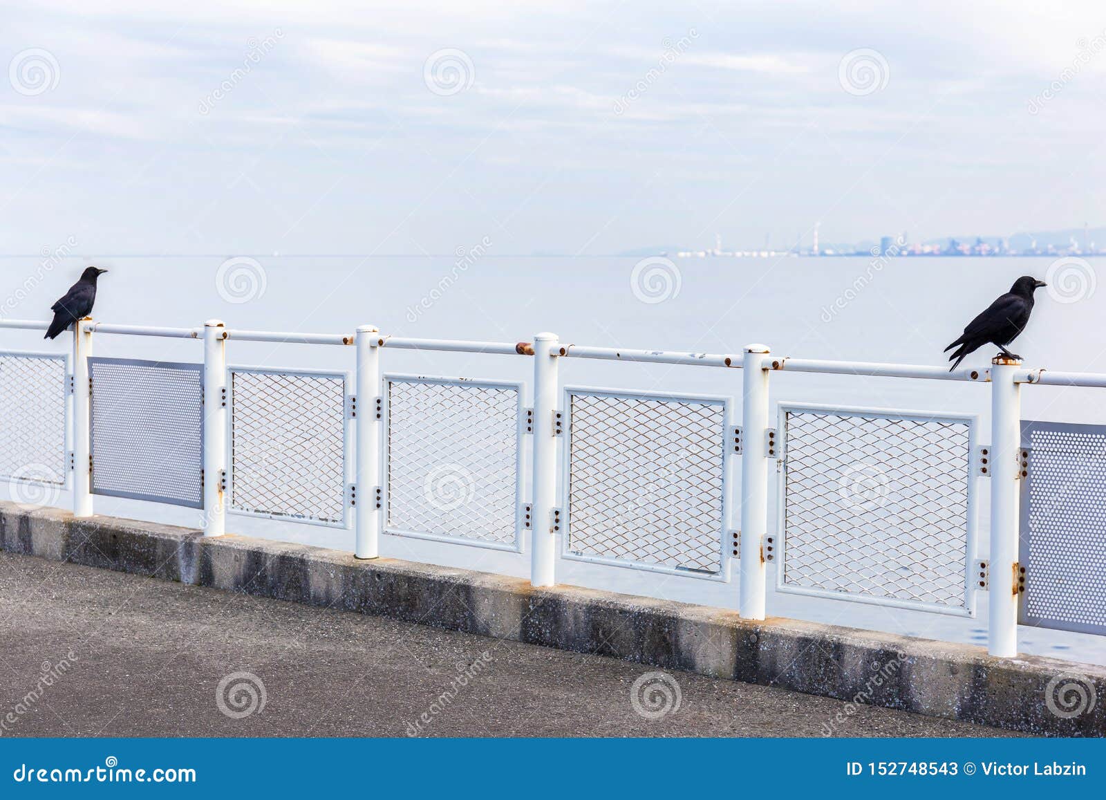Two Crows Sitting on the Pier Railing Stock Image - Image of water ...