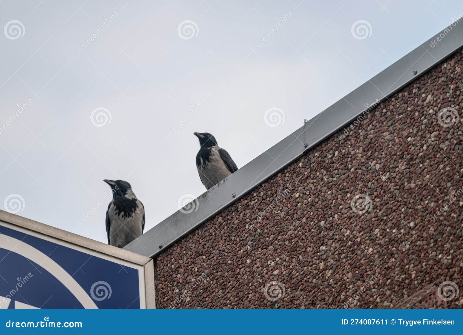Two Crows Sitting on Top a Warehouse Roof.. Stock Image - Image of ...