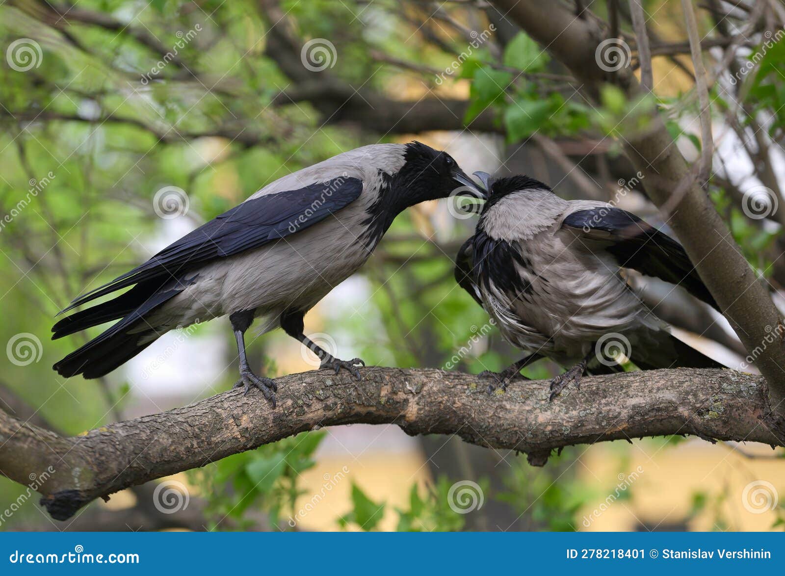 Crows On Branch, Flying Flock, Crowd Of Raven In Tree, Black Bird ...