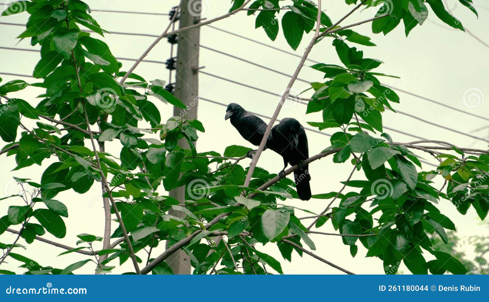 Two Crows Sitting in a Tree Stock Footage - Video of white, closeup ...