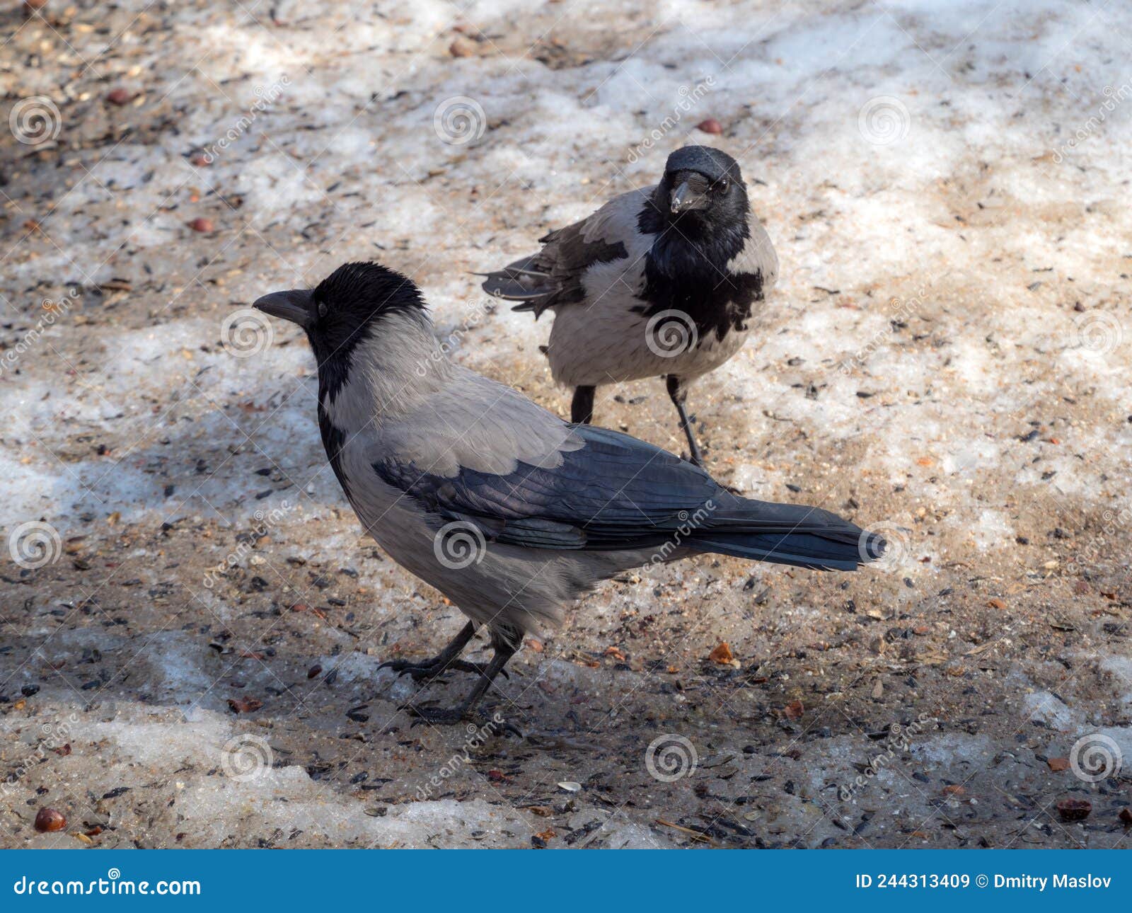 Two crows in spring stock image. Image of wildlife, beautiful - 244313409