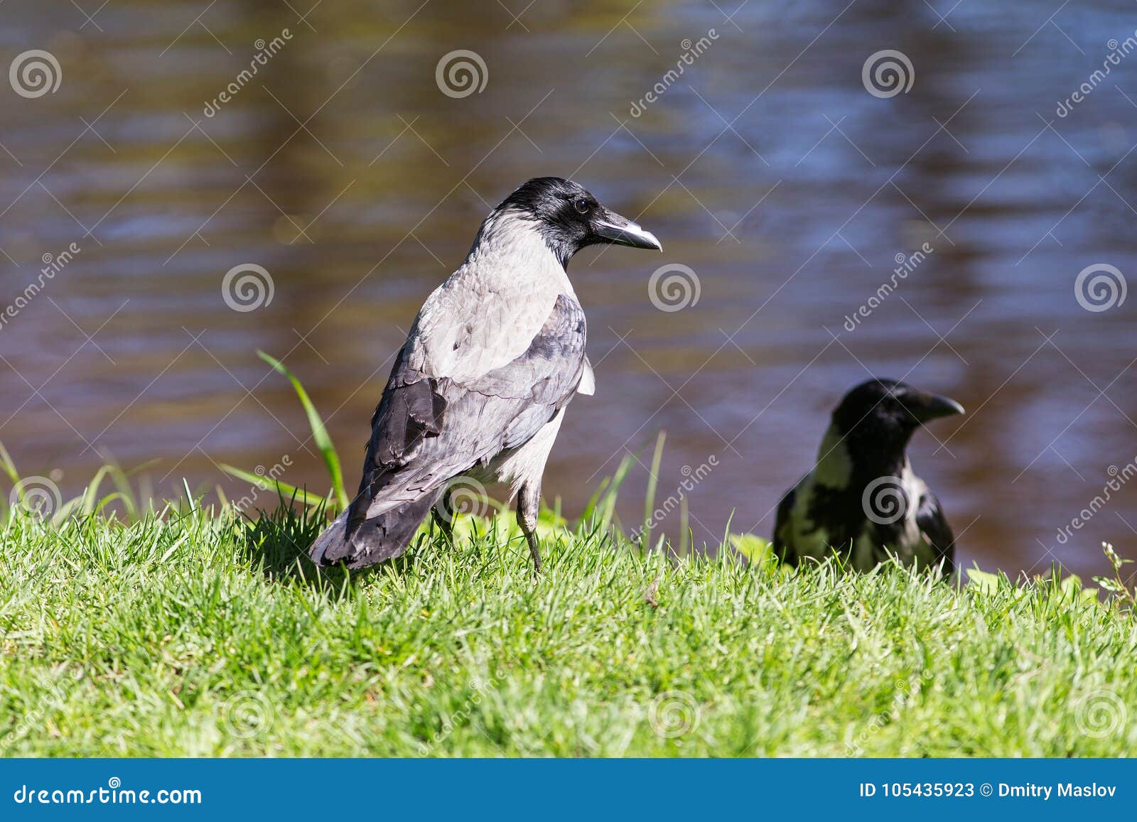 Two crows in spring stock image. Image of grass, spring - 105435923