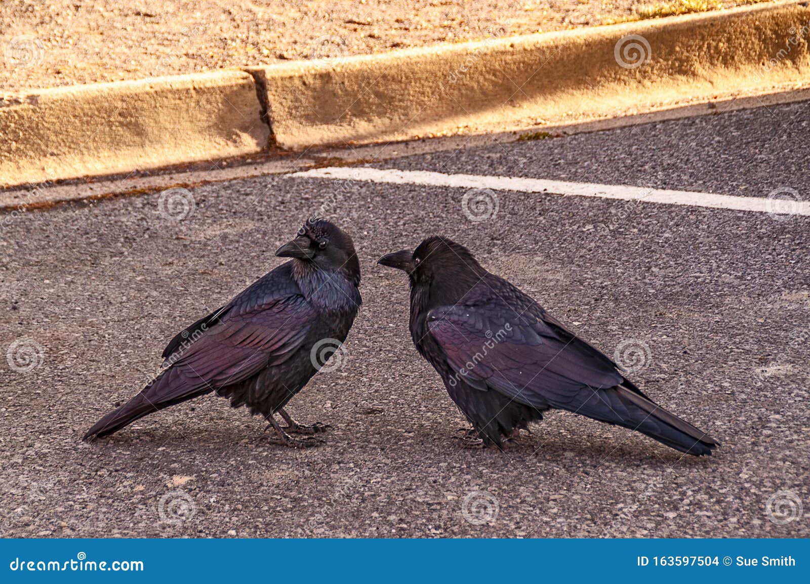 Two Crows Standing on Blacktop in a Parking Space Stock Photo - Image ...