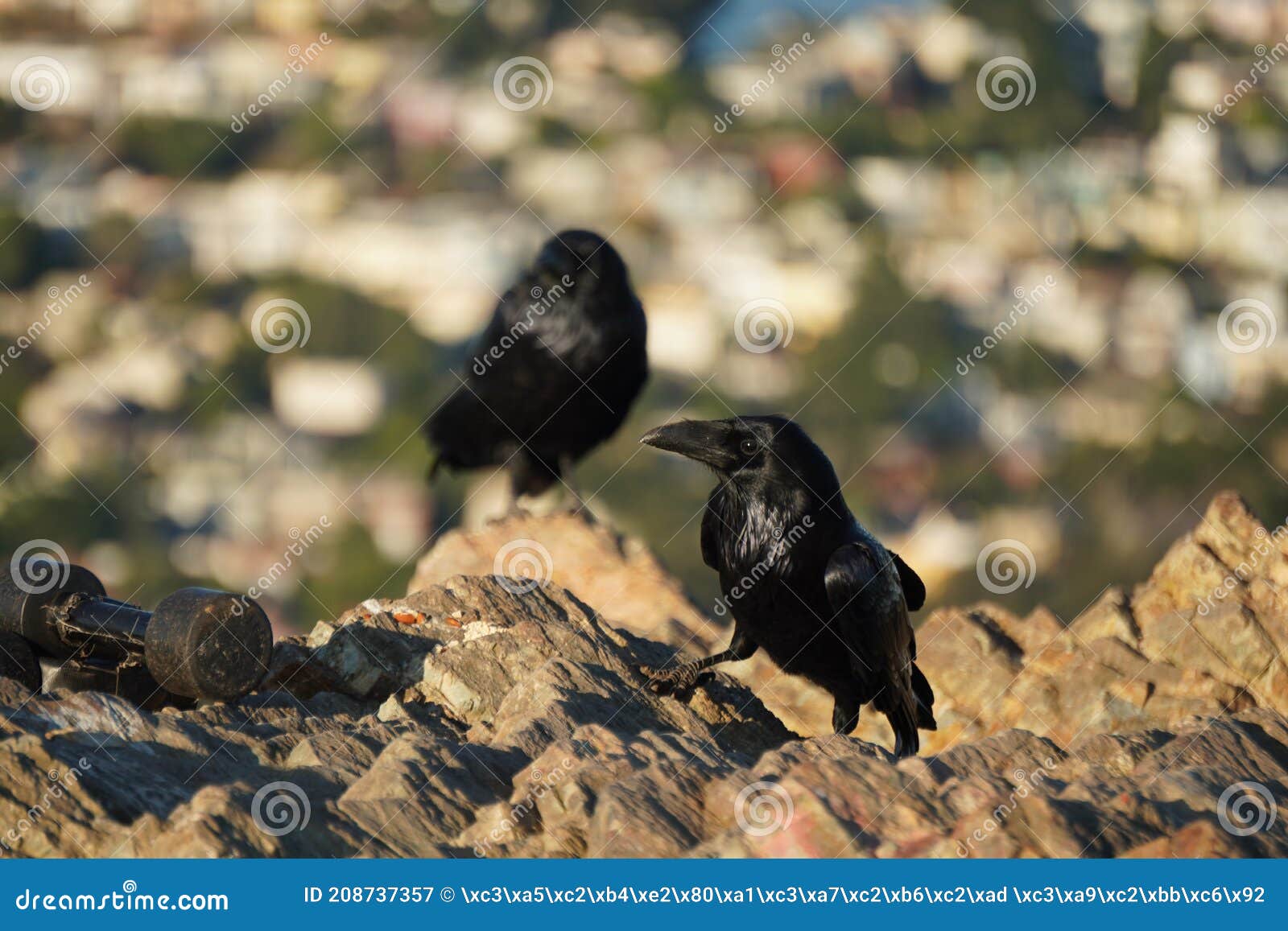 Two Crows Standing on the Stone Stock Image - Image of peaks, bird ...