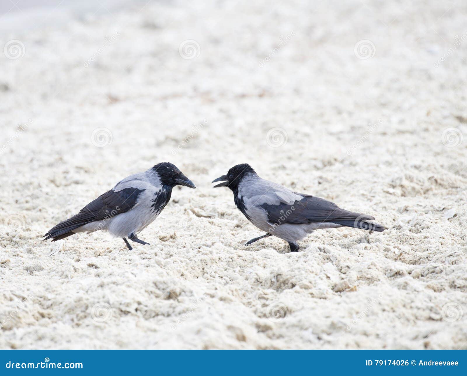 Two crows talking stock photo. Image of gray, black, birds - 79174026