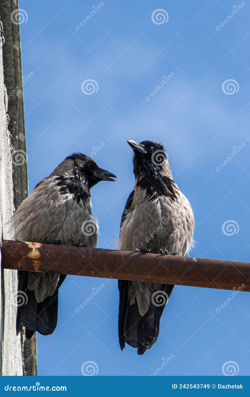 Two Crows are Talking Sitting on a Chimney Against the Blue Sky Stock ...