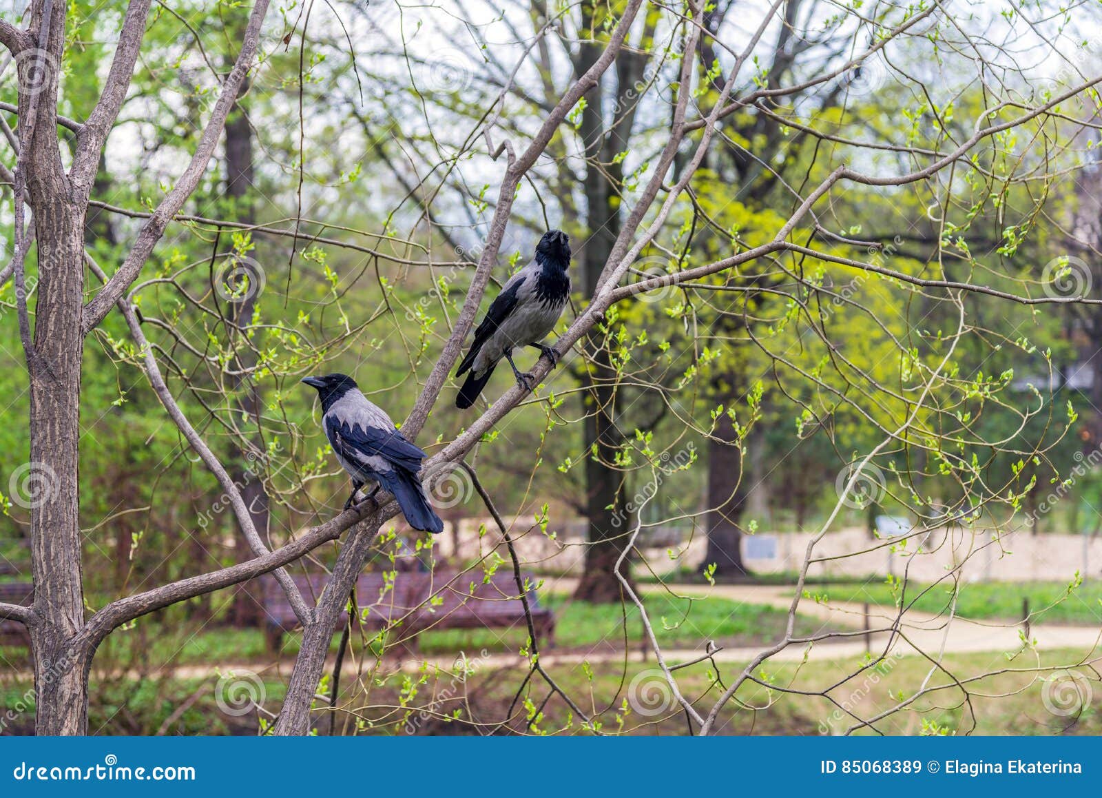 Two Crows on a Tree Branch in Spring Time Stock Image - Image of ...