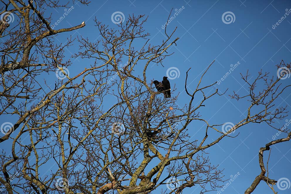 Two crows in a tree stock photo. Image of corvus, seabirds - 307749724