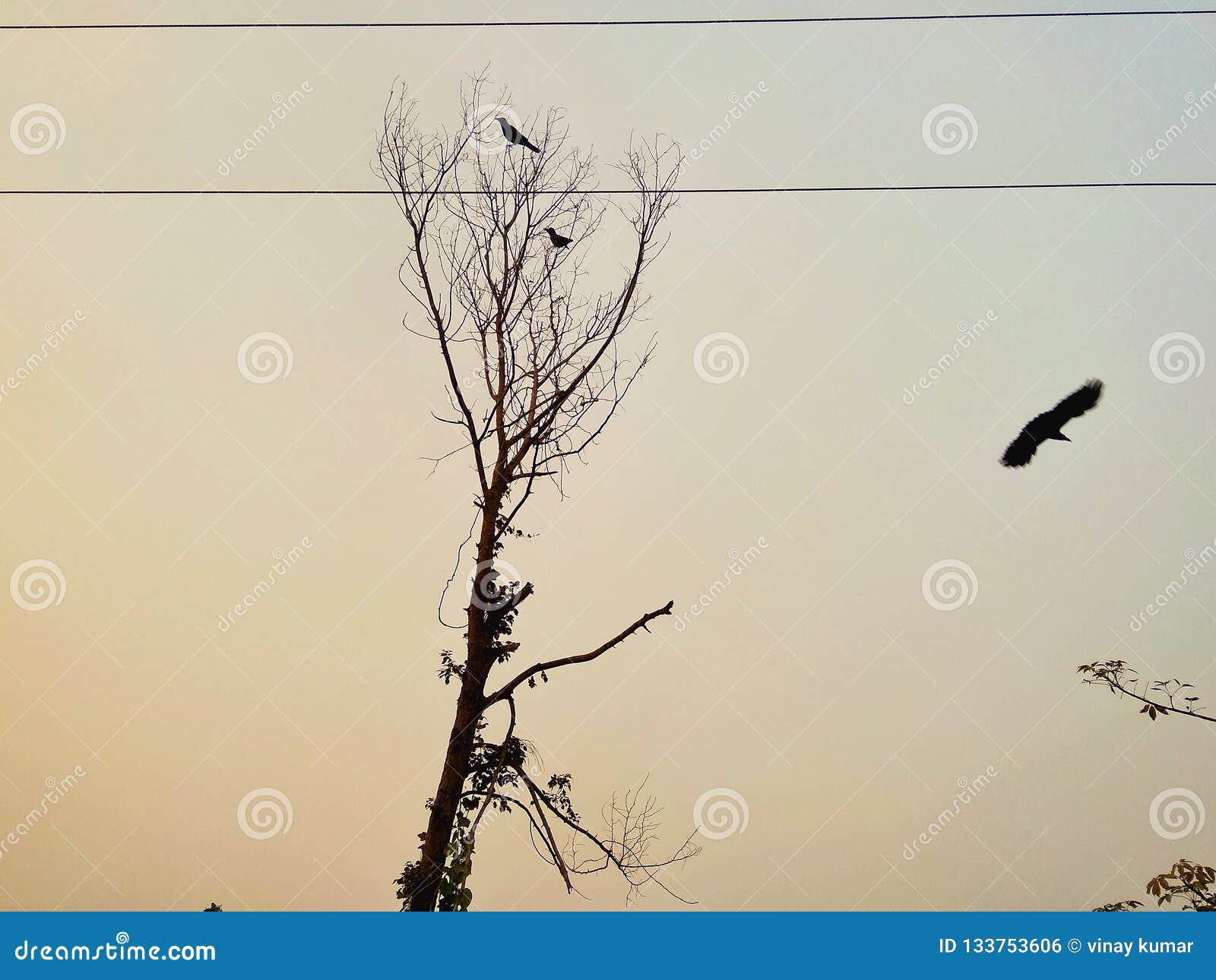 Crows on the tree stock photo. Image of tree, morning - 133753606
