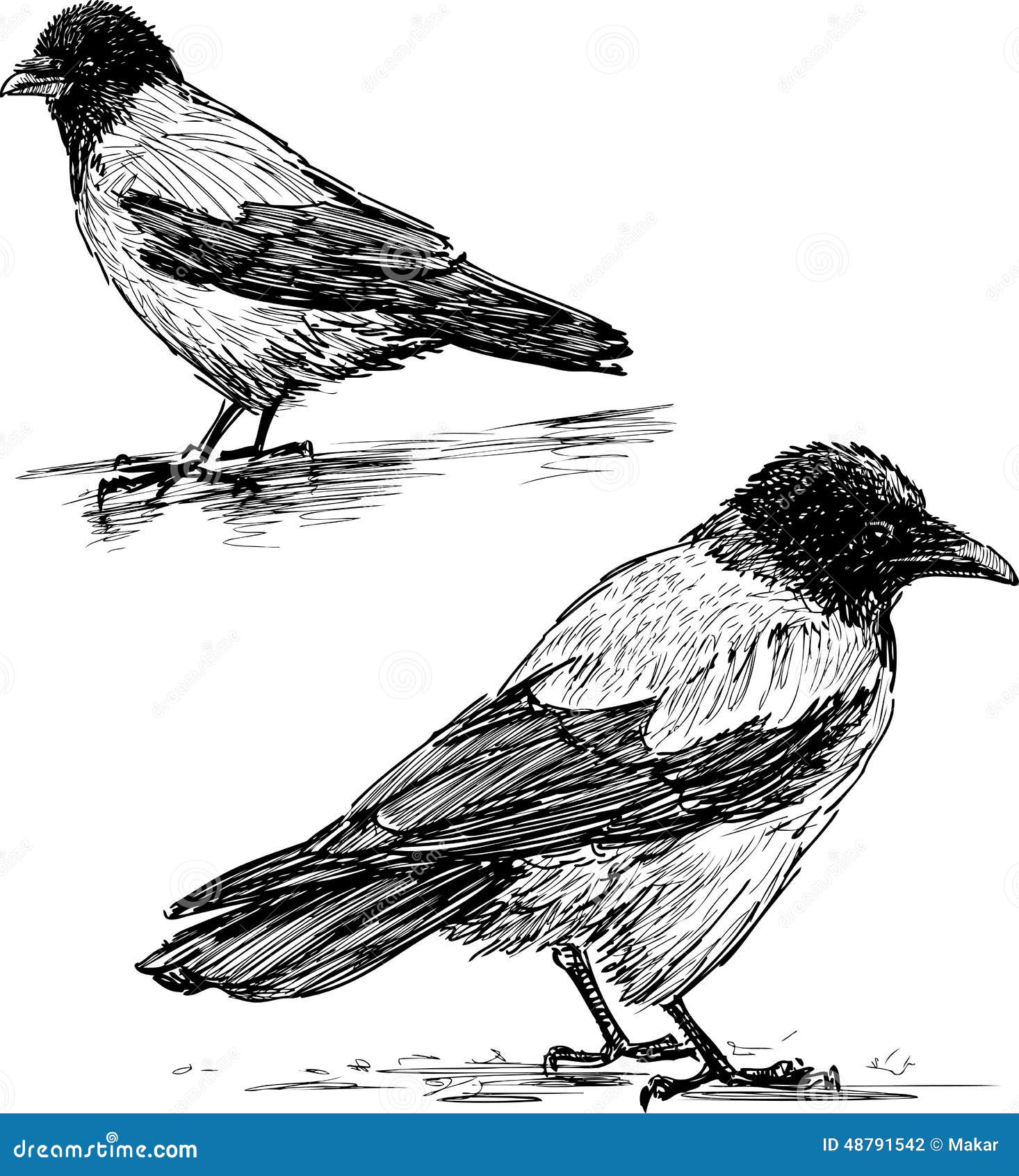 Two crows stock vector. Illustration of sketch, birds - 48791542