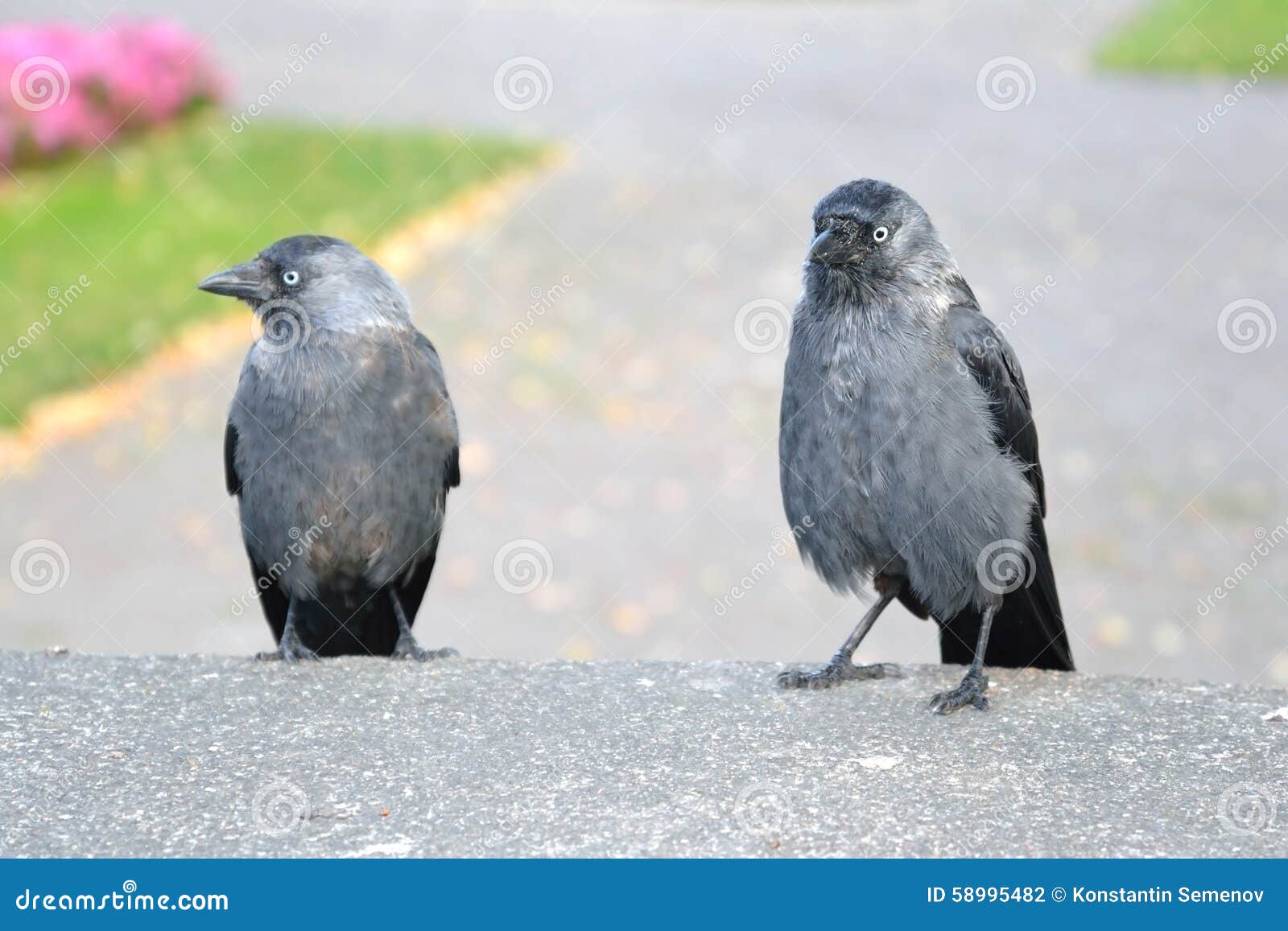 Two crows. stock photo. Image of portrait, fauna, avian - 58995482