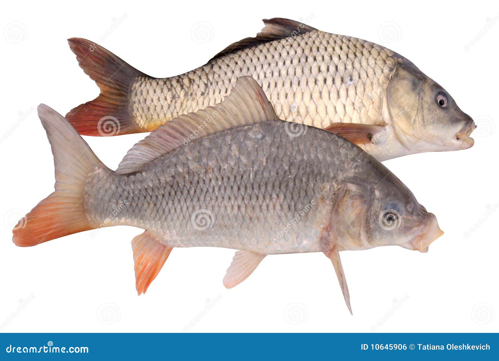 Two of Crucian Carp Fish Isolate Stock Photo - Image of delicious ...