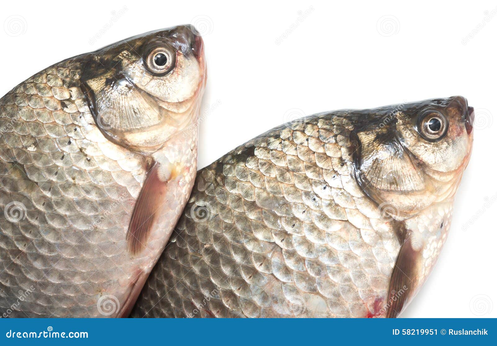 Two Crucian Fish Stock Photos - Download 167 Royalty Free Photos