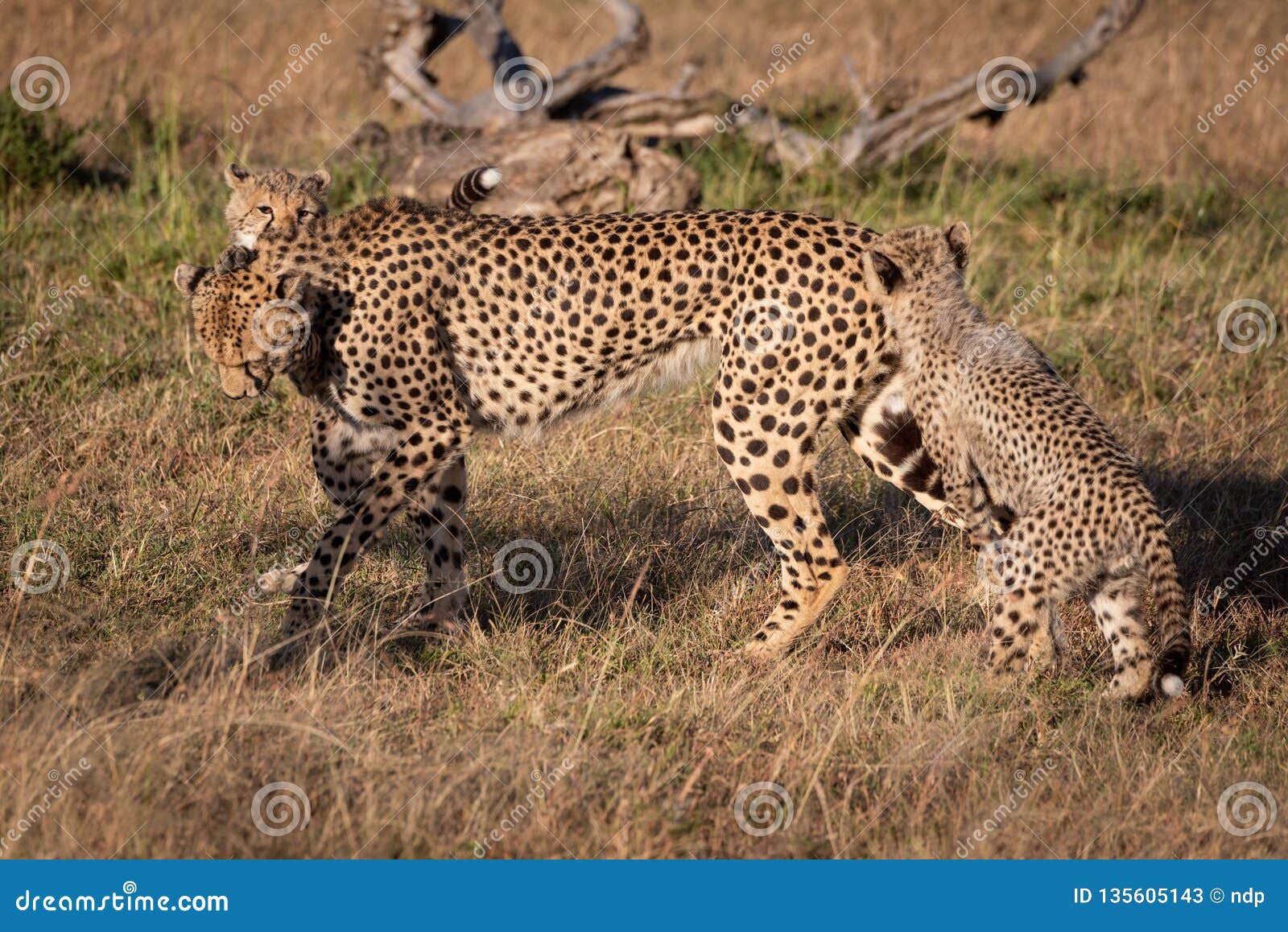 Jumping Cheetah Stock Photos - Download 158 Royalty Free Photos