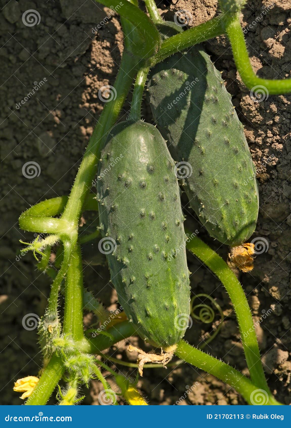 Two Cucumbers Lying on a Ground Stock Image - Image of vegetable, fresh ...