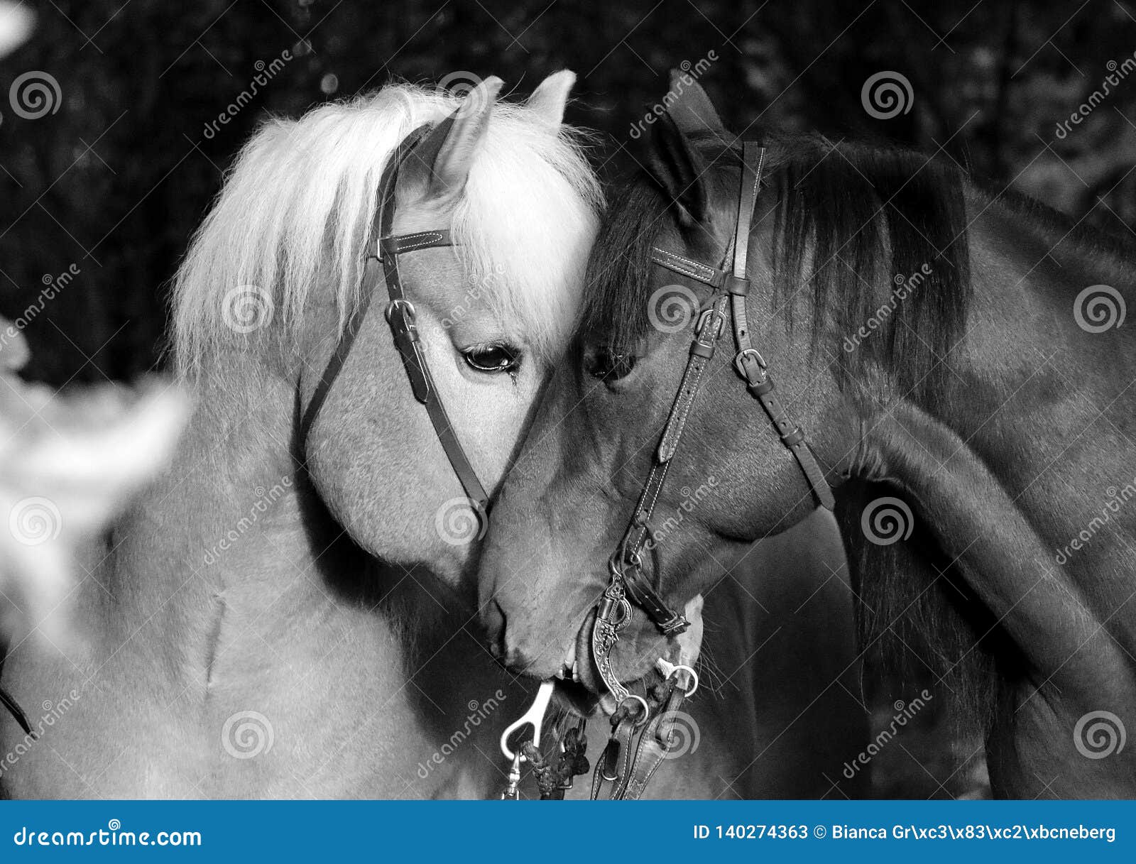 Black and White of Two Cuddling Horses in the Forest Stock Image ...