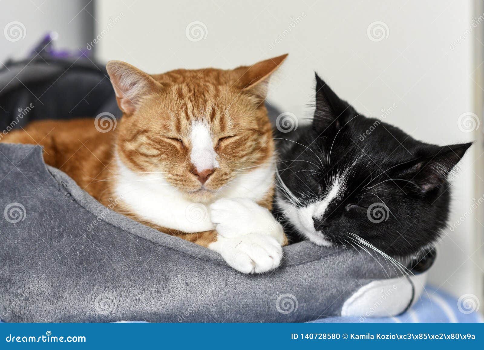 Two cuddling cats at home stock photo. Image of closeup - 140728580