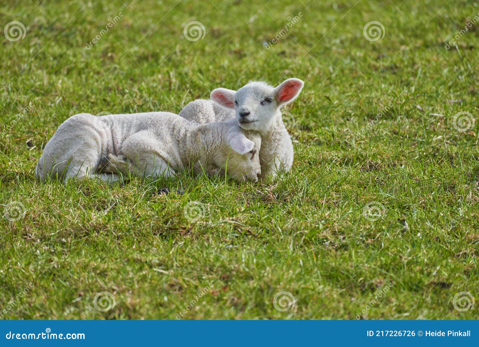 Two Cuddling Lambs are Lying in the Grass Stock Photo - Image of field ...